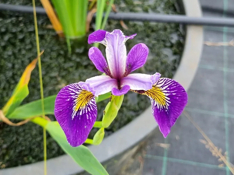 Iris pseudacorus 'Holden's Child' - Aquatic Plants Nursery
