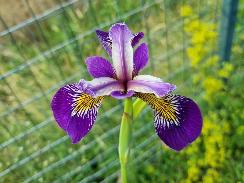 Iris pseudacorus 'Holden's Child' - Aquatic Plants Nursery