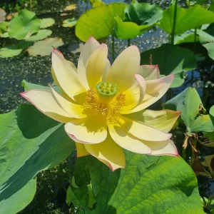 Lotus Nelumbo 'Sunrise Brocade' - Aquatic Plants Nursery