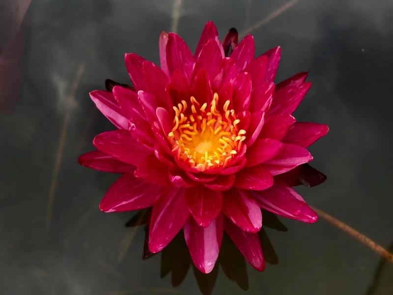 Nymphaea 'Bangkok Miracle' Water Lily - Aquatic Plants Nursery
