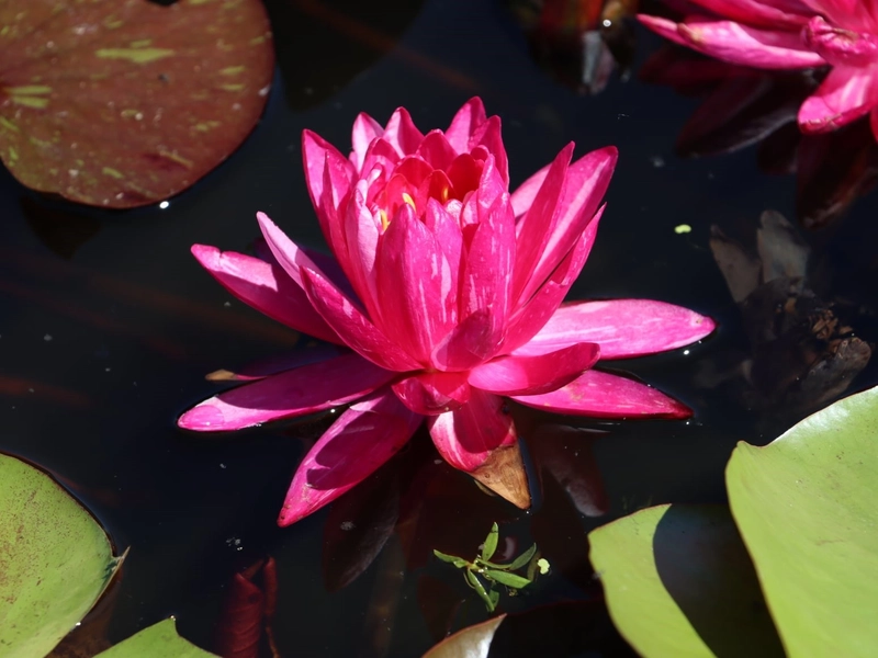 Nymphaea 'Bangkok Miracle' Water Lily - Aquatic Plants Nursery