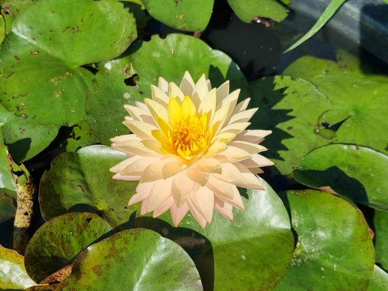 Nymphaea 'Bangkok Sun Spark' Water Lily - Aquatic Plants Nursery