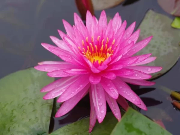 Nymphaea 'Chat Rat' Water Lily - Aquatic Plants Nursery