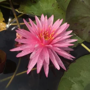 Nymphaea 'Chat Rat' Water Lily - Aquatic Plants Nursery