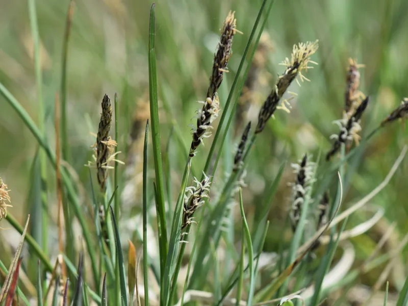 Carex panicea (Carnation sedge) - Aquatic Plants Nursery