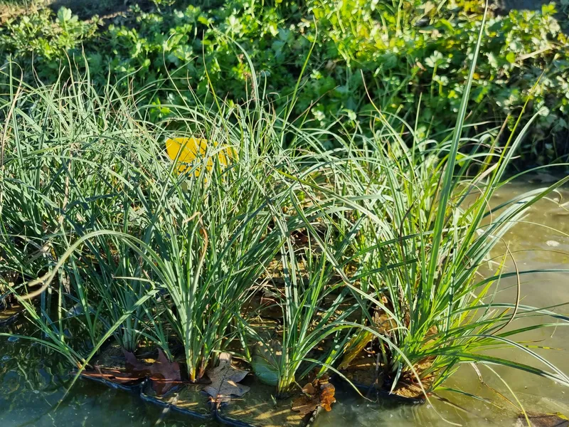 Carex panicea (Carnation sedge) - Aquatic Plants Nursery