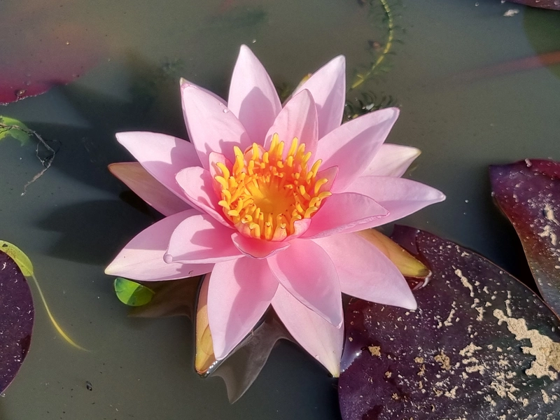 Nymphaea 'Millennium Pink' Water Lily - Aquatic Plants Nursery
