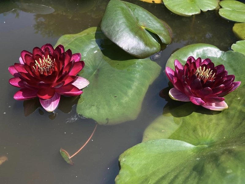 Nymphaea 'Perry's Deepest Red' Water Lily - Aquatic Plants Nursery