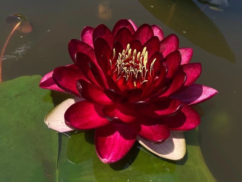 Nymphaea 'Perry's Deepest Red' Water Lily - Aquatic Plants Nursery