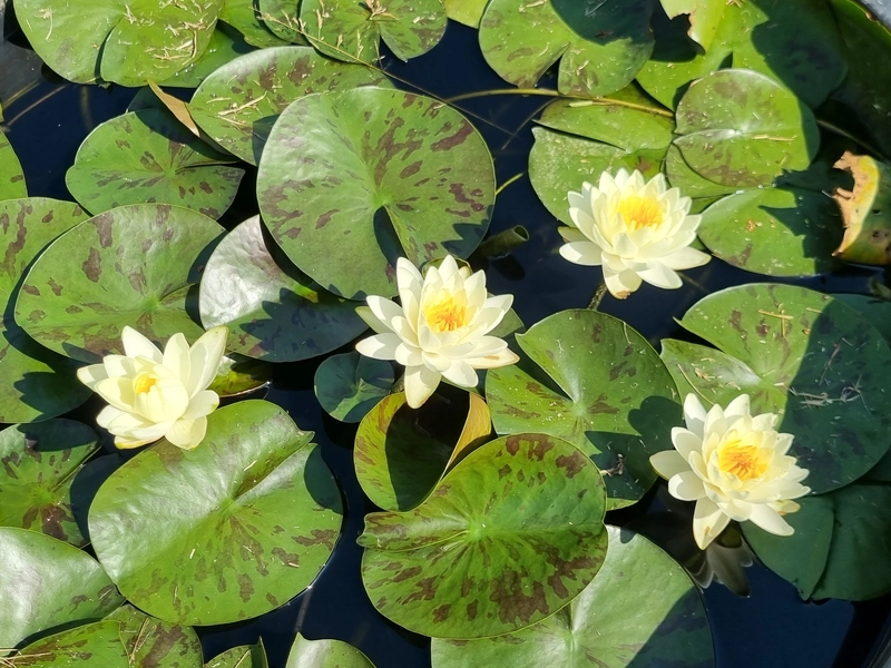 Nymphaea 'Yolta' Water Lily - Aquatic Plants Nursery
