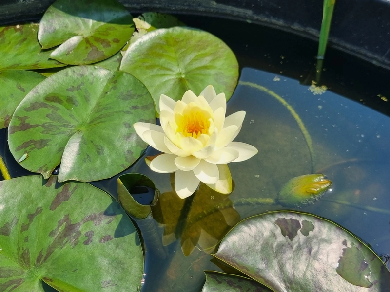 Nymphaea 'Yolta' Water Lily - Aquatic Plants Nursery