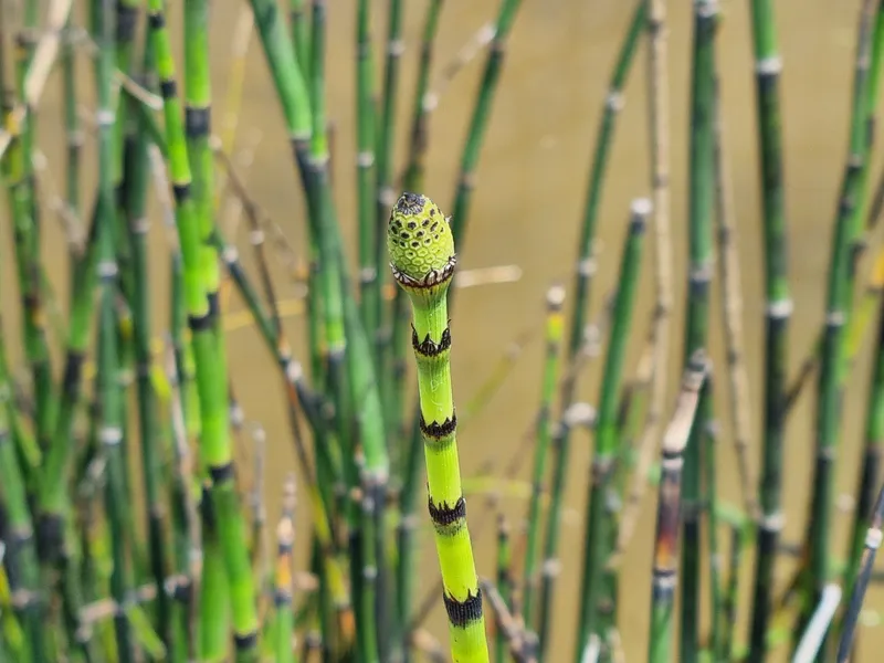 Equisetum hyemale (Rough horsetail, Scouring rush) - Aquatic Plants Nursery