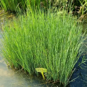 Typha minima (Dwarf bulrush, Miniature cattail) - Aquatic Plants Nursery