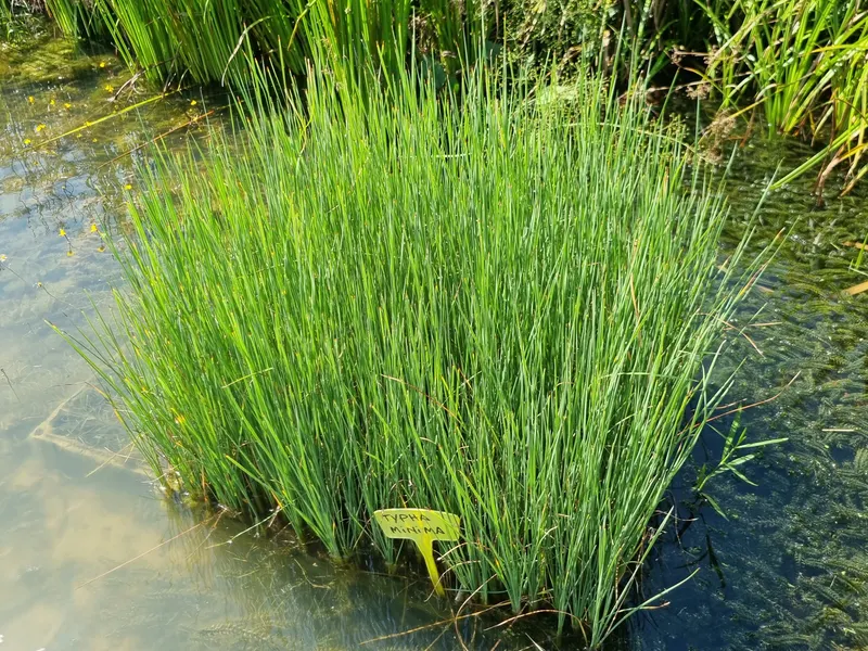 Typha minima (Dwarf bulrush, Miniature cattail) - Aquatic Plants Nursery