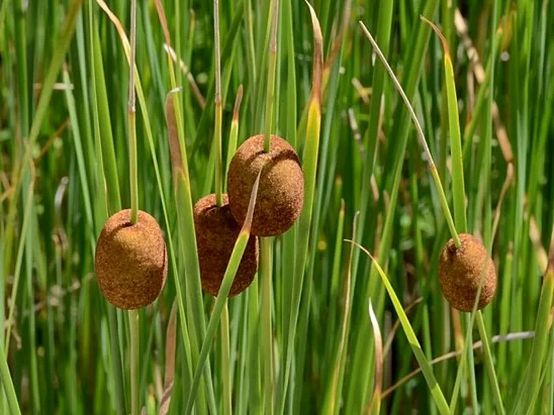 Typha minima (Dwarf bulrush, Miniature cattail) - Aquatic Plants Nursery