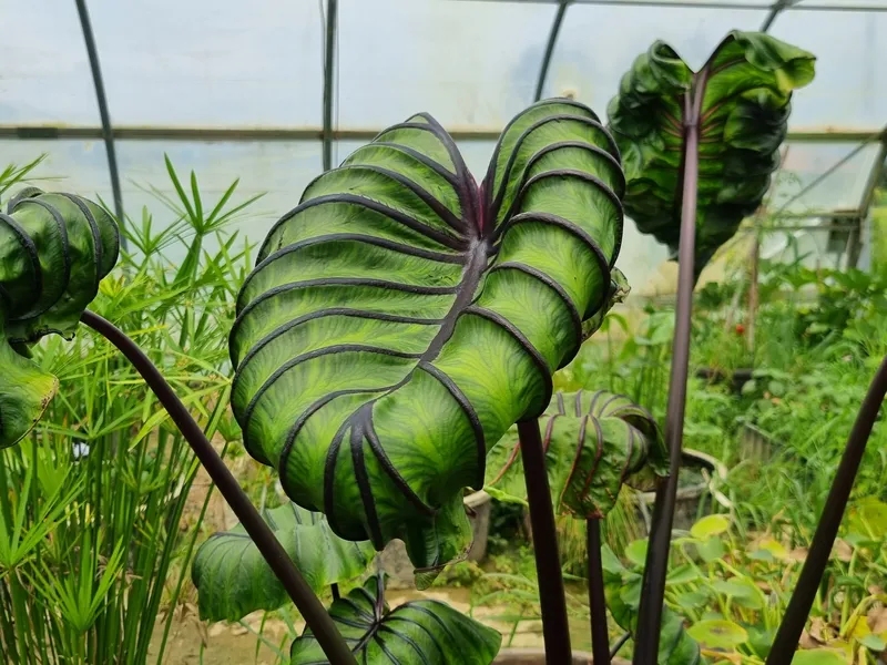 Colocasia esculenta ‘Pharaoh’s Mask’ - Aquatic Plants Nursery