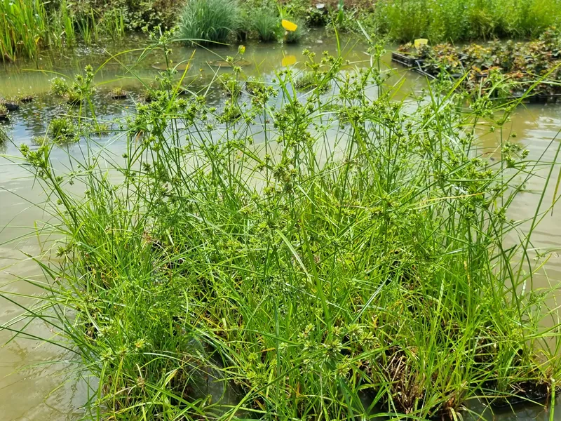 Cyperus eragrostis (Tall Flatsedge) - Aquatic Plants Nursery