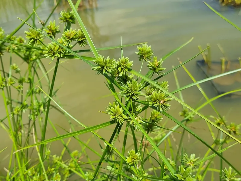 Cyperus eragrostis (Tall Flatsedge) - Aquatic Plants Nursery