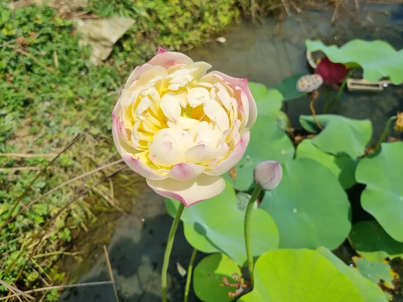 Lotus Nelumbo 'Charming Lips' - Aquatic Plants Nursery