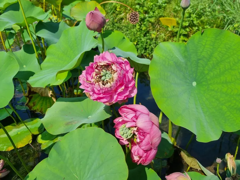 Lotus Nelumbo 'Master Piece' - Aquatic Plants Nursery