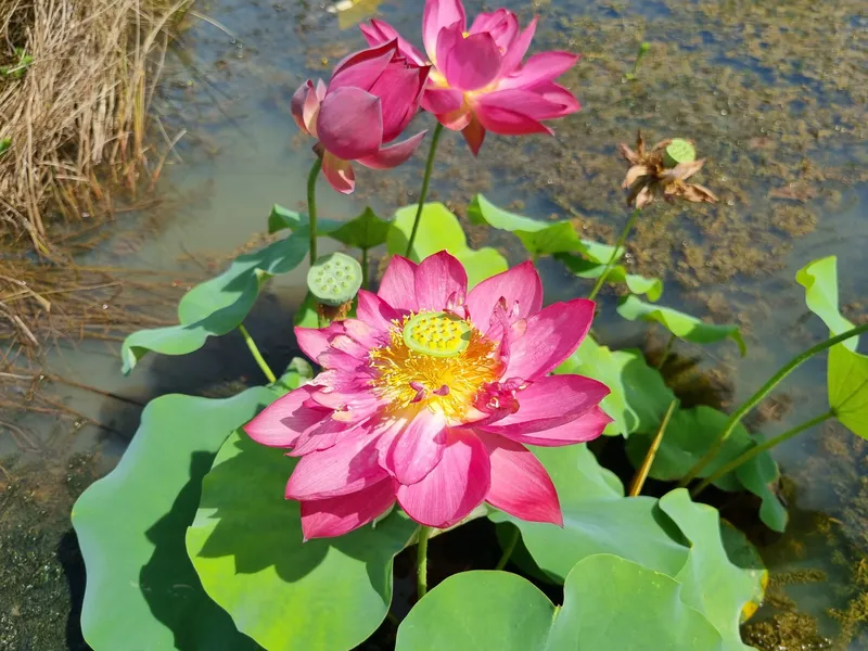 Lotus Nelumbo 'Red Shangai' - Aquatic Plants Nursery
