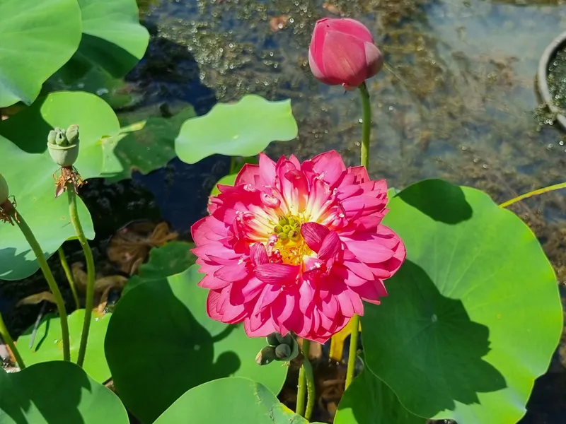 Lotus Nelumbo 'Red Watermelon' - Aquatic Plants Nursery