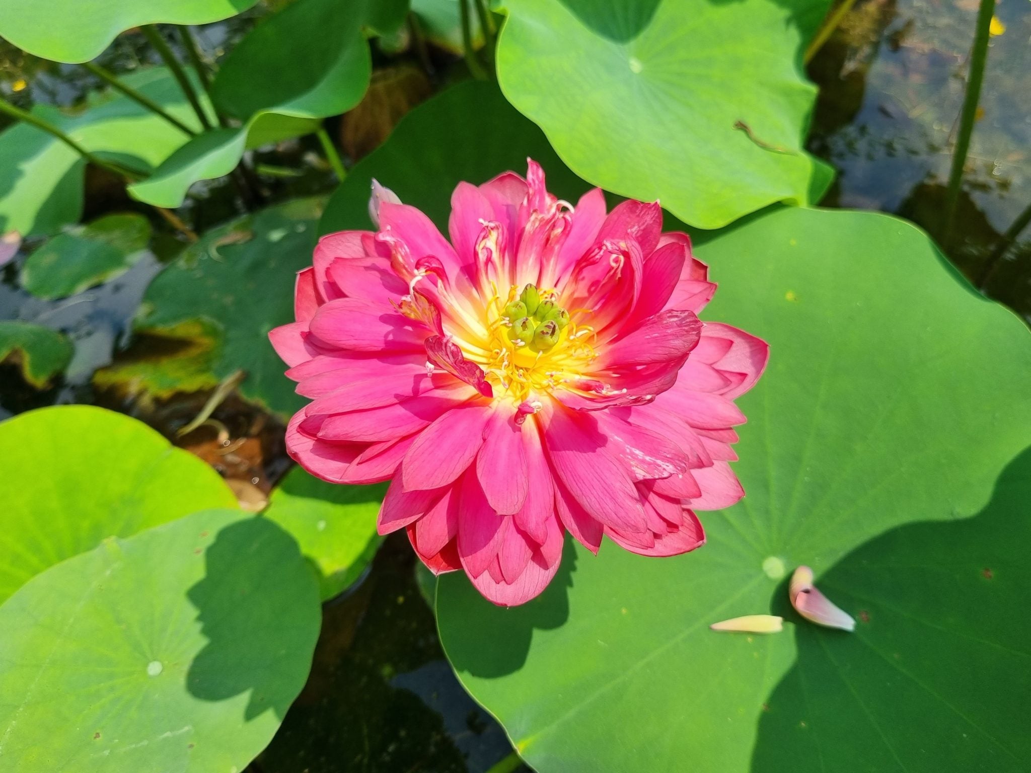 Lotus Nelumbo 'Red Watermelon' - Aquatic Plants Nursery