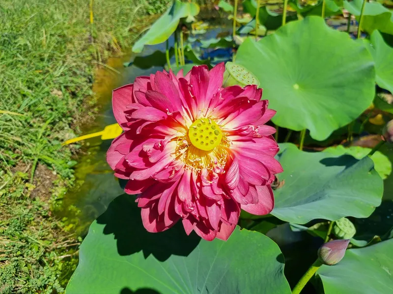 Lotus Nelumbo 'Red Watermelon' - Aquatic Plants Nursery