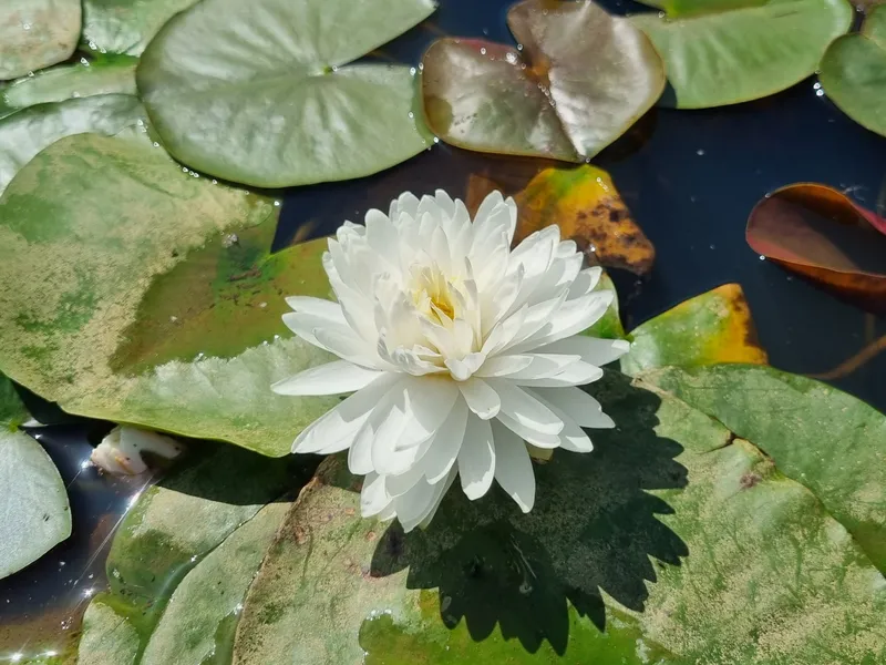 Nymphaea 'Bangkok Snow' Water Lily - Aquatic Plants Nursery