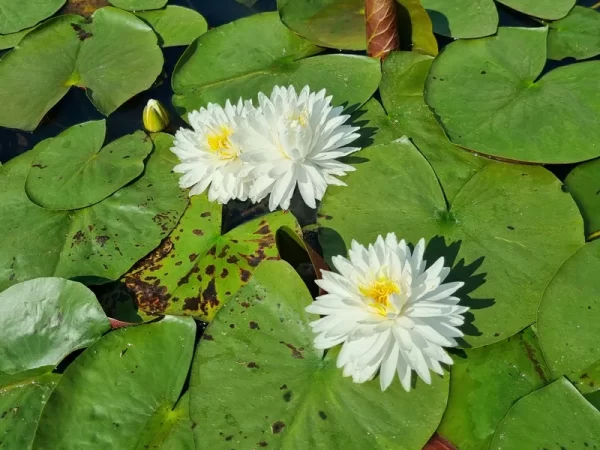 Nymphaea 'Bangkok Snow' Water Lily - Aquatic Plants Nursery