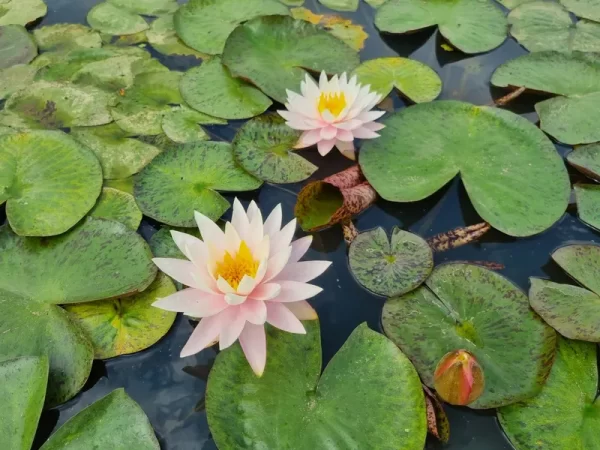 Nymphaea 'Myra' Water Lily - Aquatic Plants Nursery