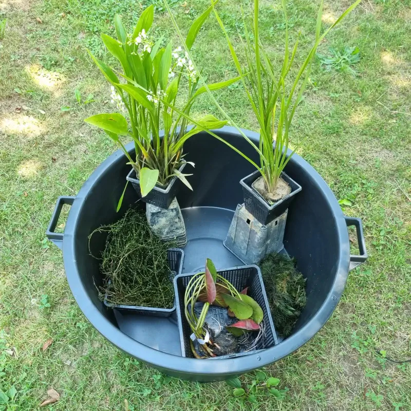 Bonsai Pond Set diam.65 – black container - Aquatic Plants Nursery