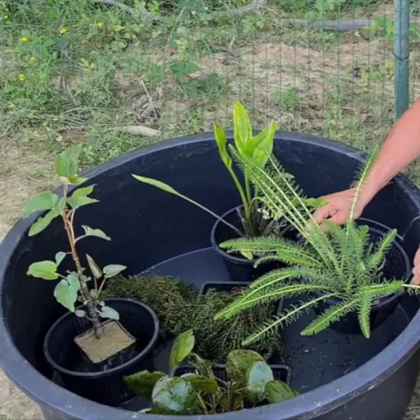 Mini Pond Set diam.88 – black container - Aquatic Plants Nursery