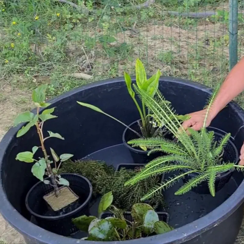 Mini Pond Set diam.88 – black container - Aquatic Plants Nursery